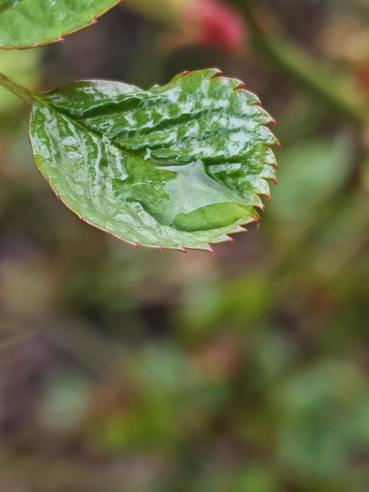 Recenze POCO F7 Pro 12GB/256GB Blue | Alza.cz