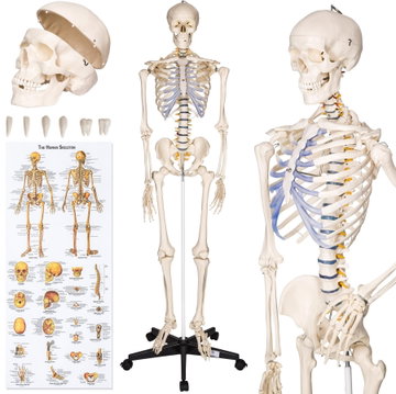 Anatomický model ľudská kostra 180 cm biely - Anatomický model | Alza.sk